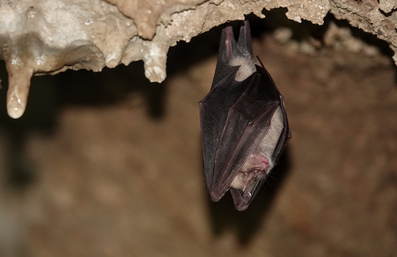 Sites de Grand Intérêt Biologique - La biodiversité en Wallonie