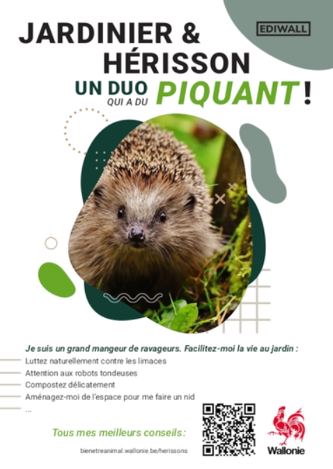 Hérisson en danger - La biodiversité en Wallonie