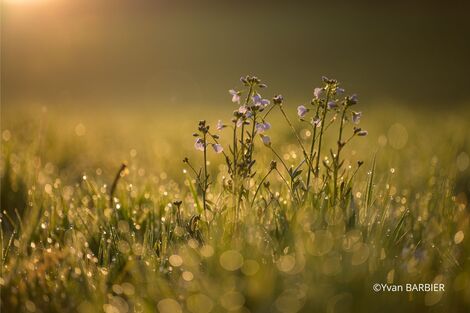 Liste des habitats - La biodiversité en Wallonie